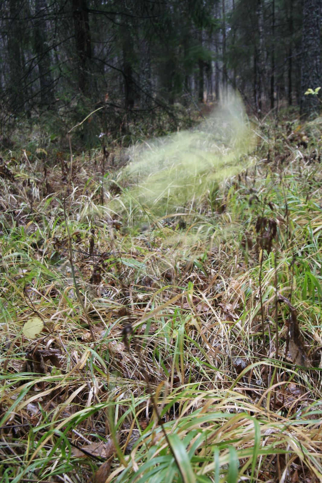 - Hiite kuvavõistlus